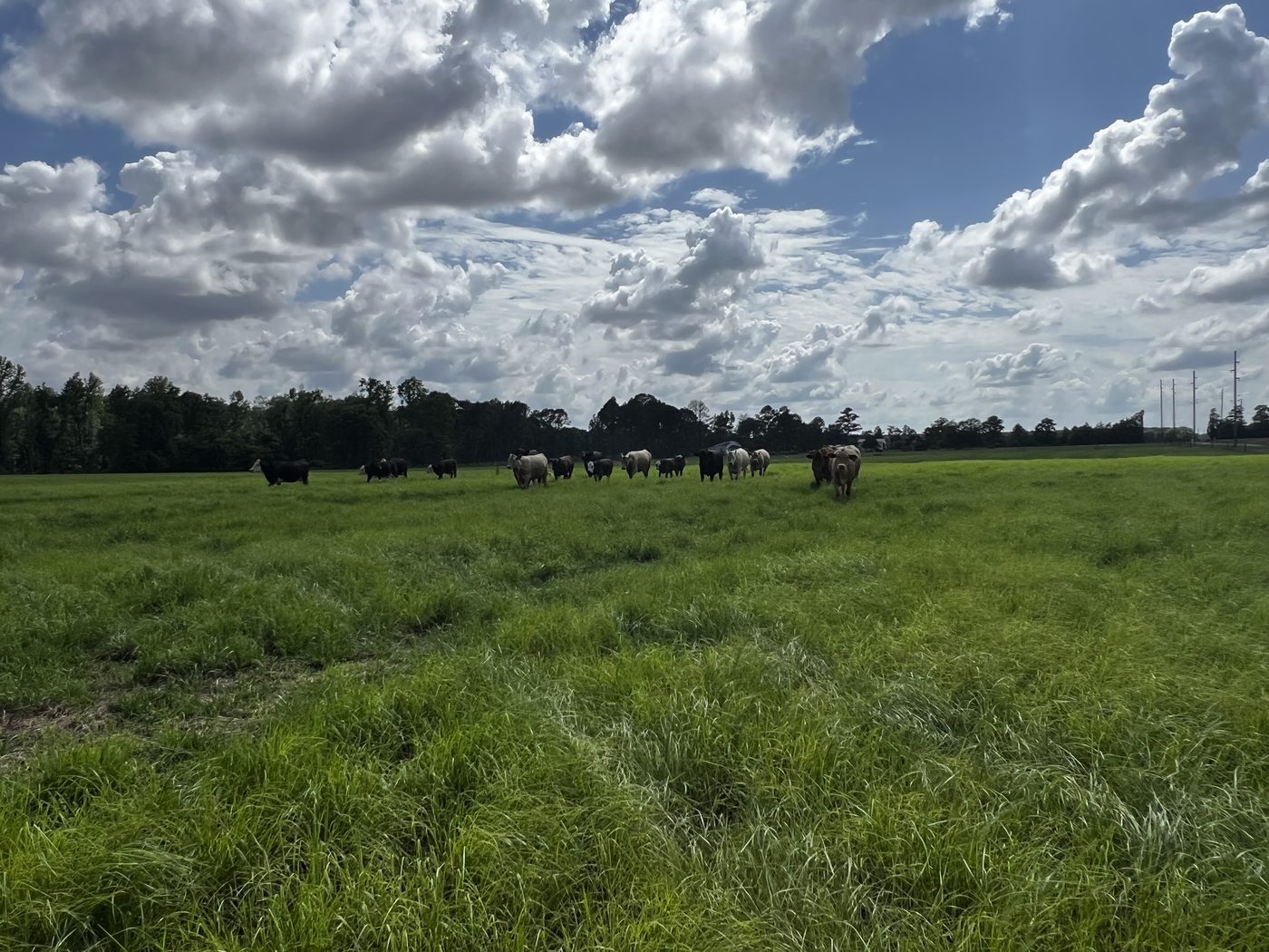 DLS Farms & Operations — Premium Cattle, South Georgia