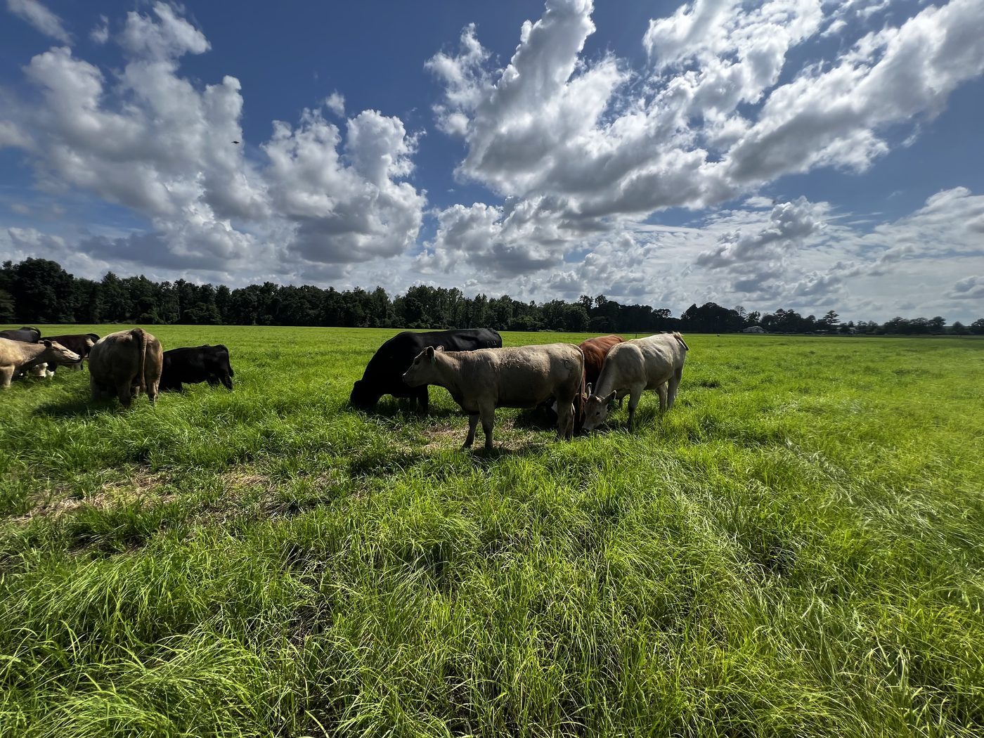 DLS Farms & Operations — Premium Cattle, South Georgia