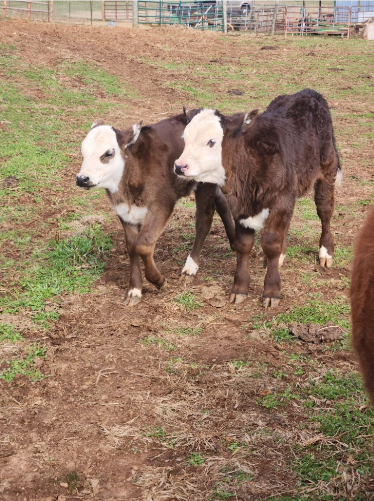 DLS Farms & Operations — Premium Cattle, South Georgia