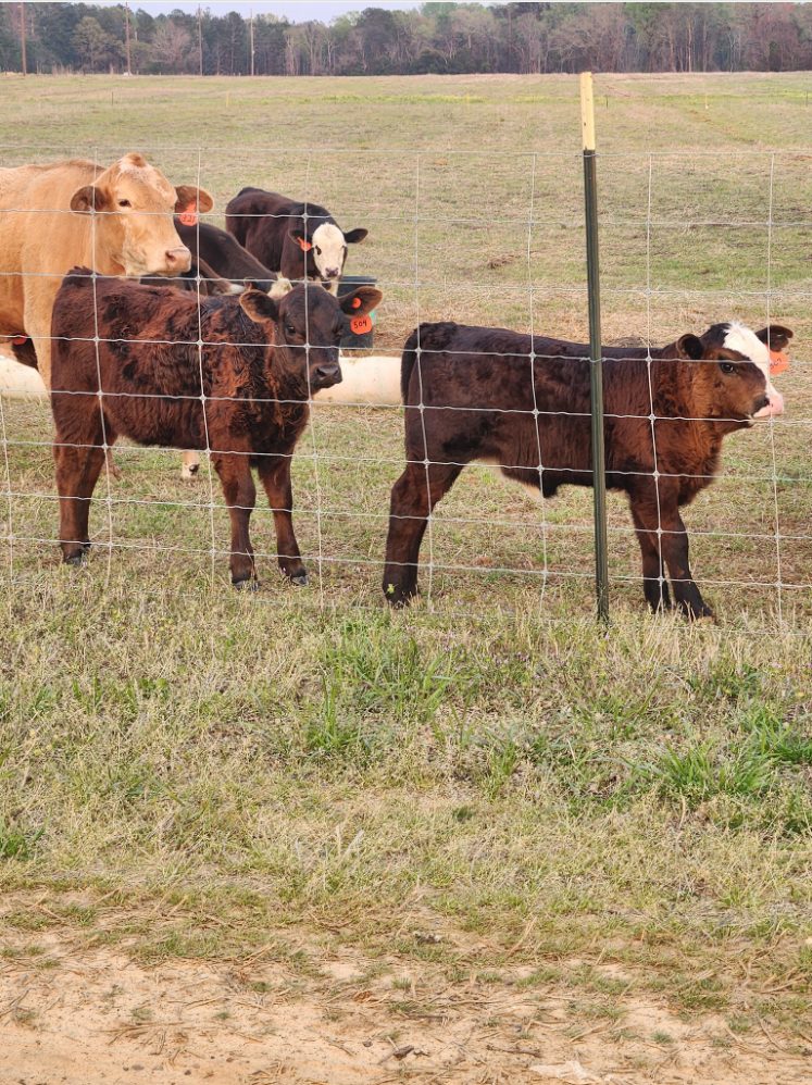 DLS Farms & Operations — Premium Cattle, South Georgia